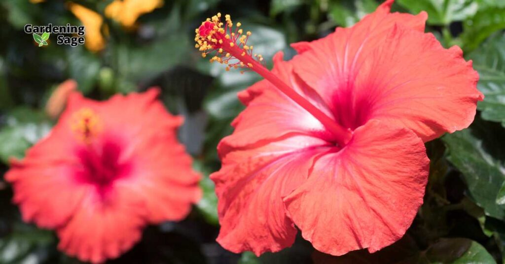 Hibiscus Gardening: Transform Your Space with Colorful Blooms