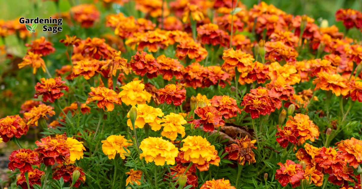 Grow Marigolds Like a Pro: Tips for Lush, Vibrant Gardens
